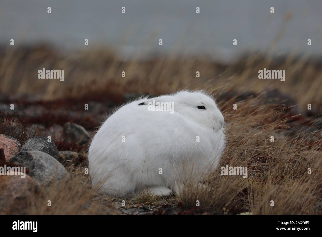 Close-up of an arctic hare, Lepus arcticus, in its winter coat while ...