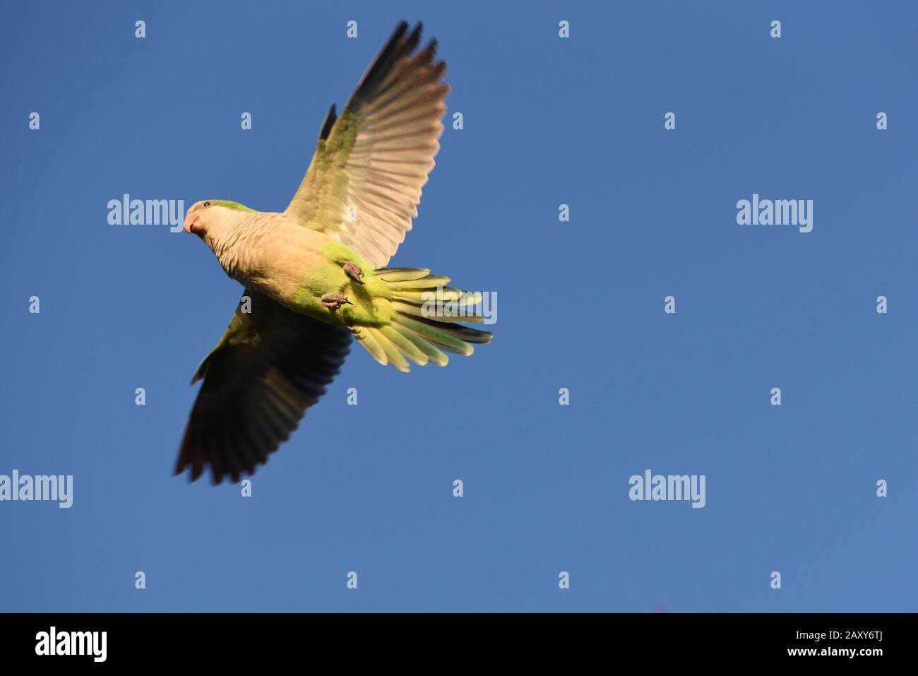 Madrid, Spain. 13th Feb, 2020. A monk parakeet seen at Pradolongo park ...