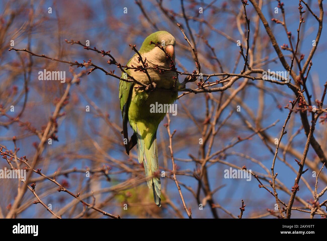 Madrid, Spain. 13th Feb, 2020. A monk parakeet seen at Pradolongo park ...