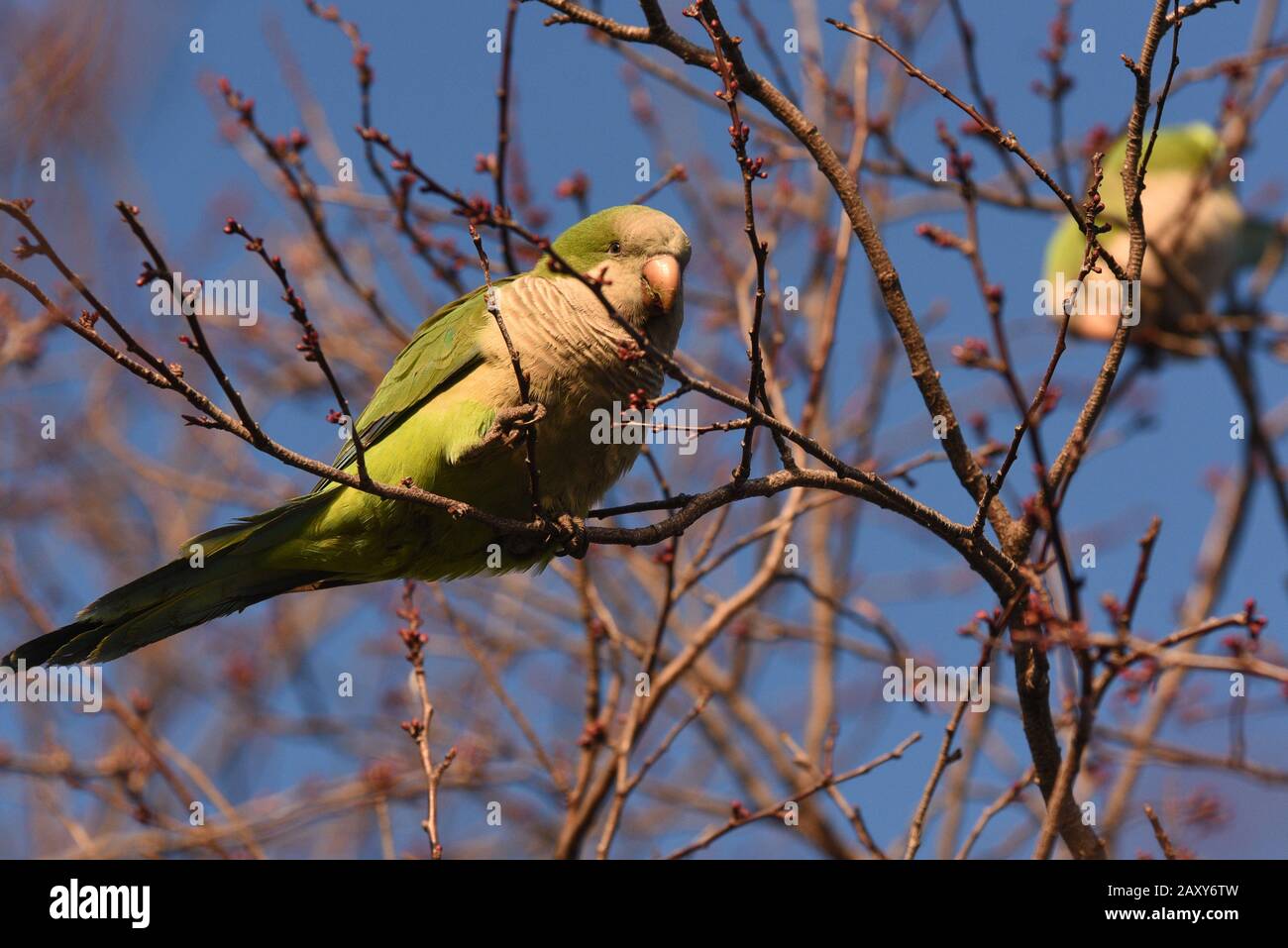 Madrid, Spain. 13th Feb, 2020. A monk parakeet seen at Pradolongo park ...