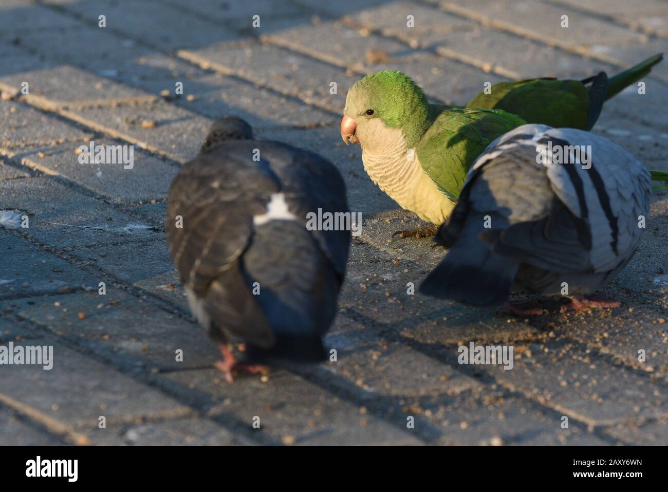 Madrid, Spain. 13th Feb, 2020. Pigeons and monk parakeets seen at ...