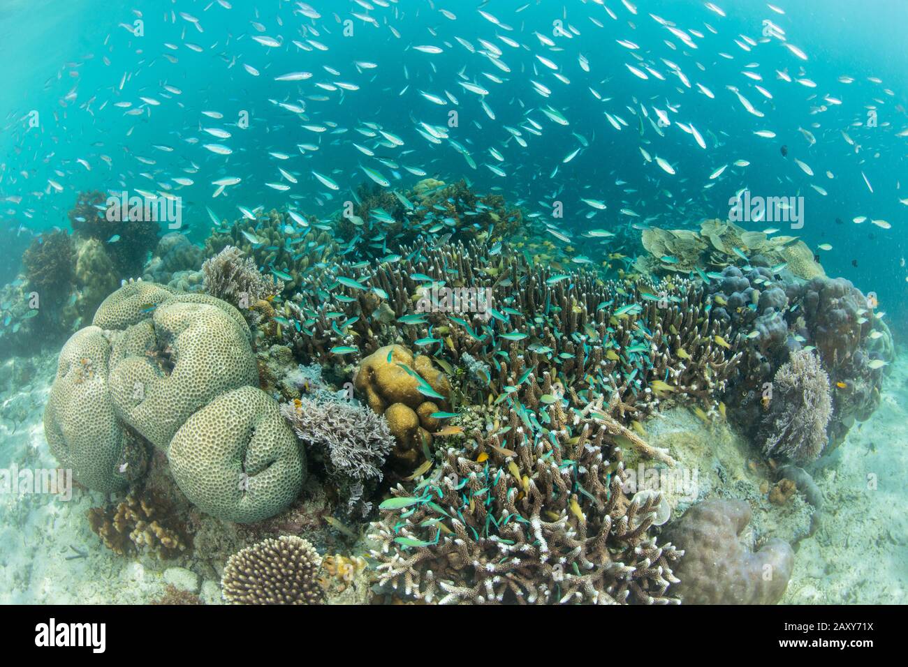 Bright damselfish, Chromis viridis, swim above a coral reef in Raja ...