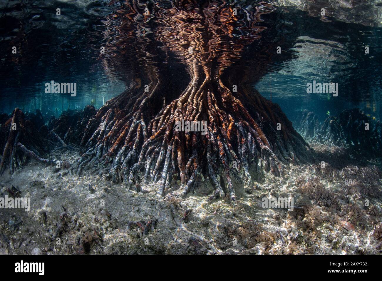 A mangrove forest grows on a remote tropical island in the Molucca Sea ...