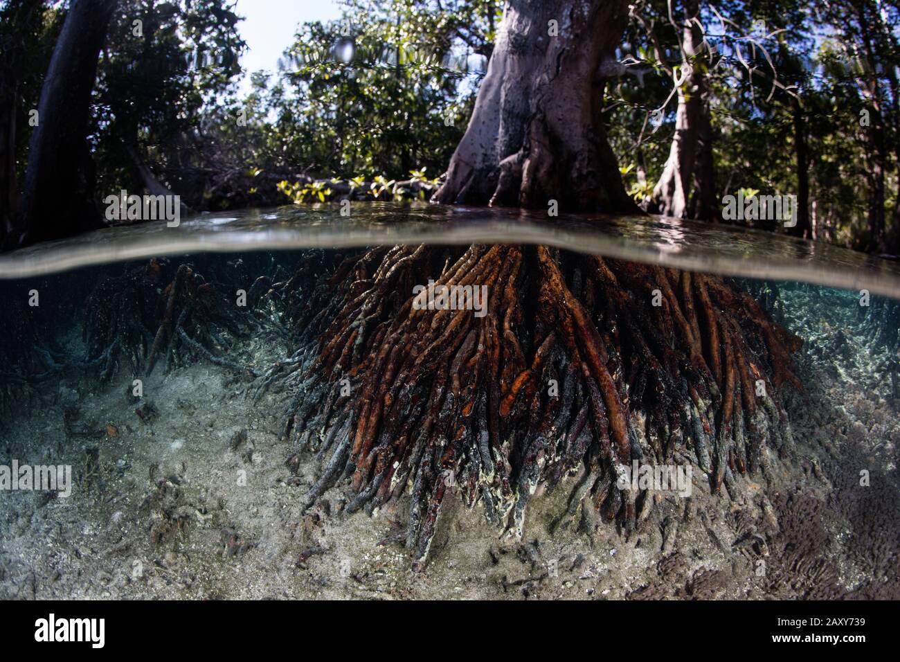 A mangrove forest grows on a remote tropical island in the Molucca Sea ...