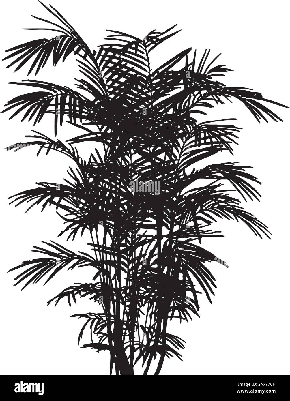 Editable palm tree hi-res stock photography and images - Alamy