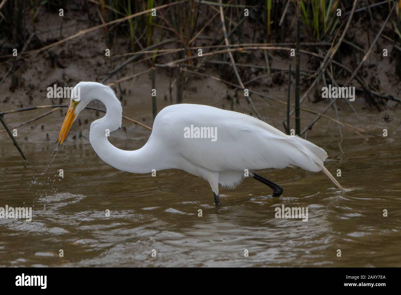 Great Egret Eating Fish Stock Photo - Alamy