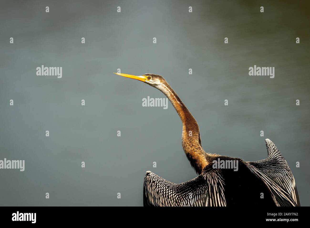 Indian Darter Perched High Resolution Stock Photography and Images - Alamy