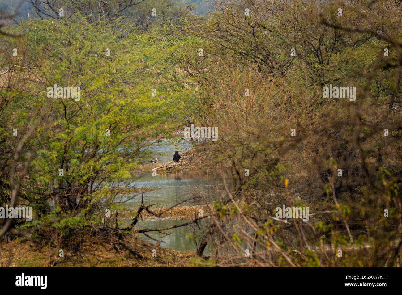 greater spotted eagle in Habitat and landscape of keoladeo national ...