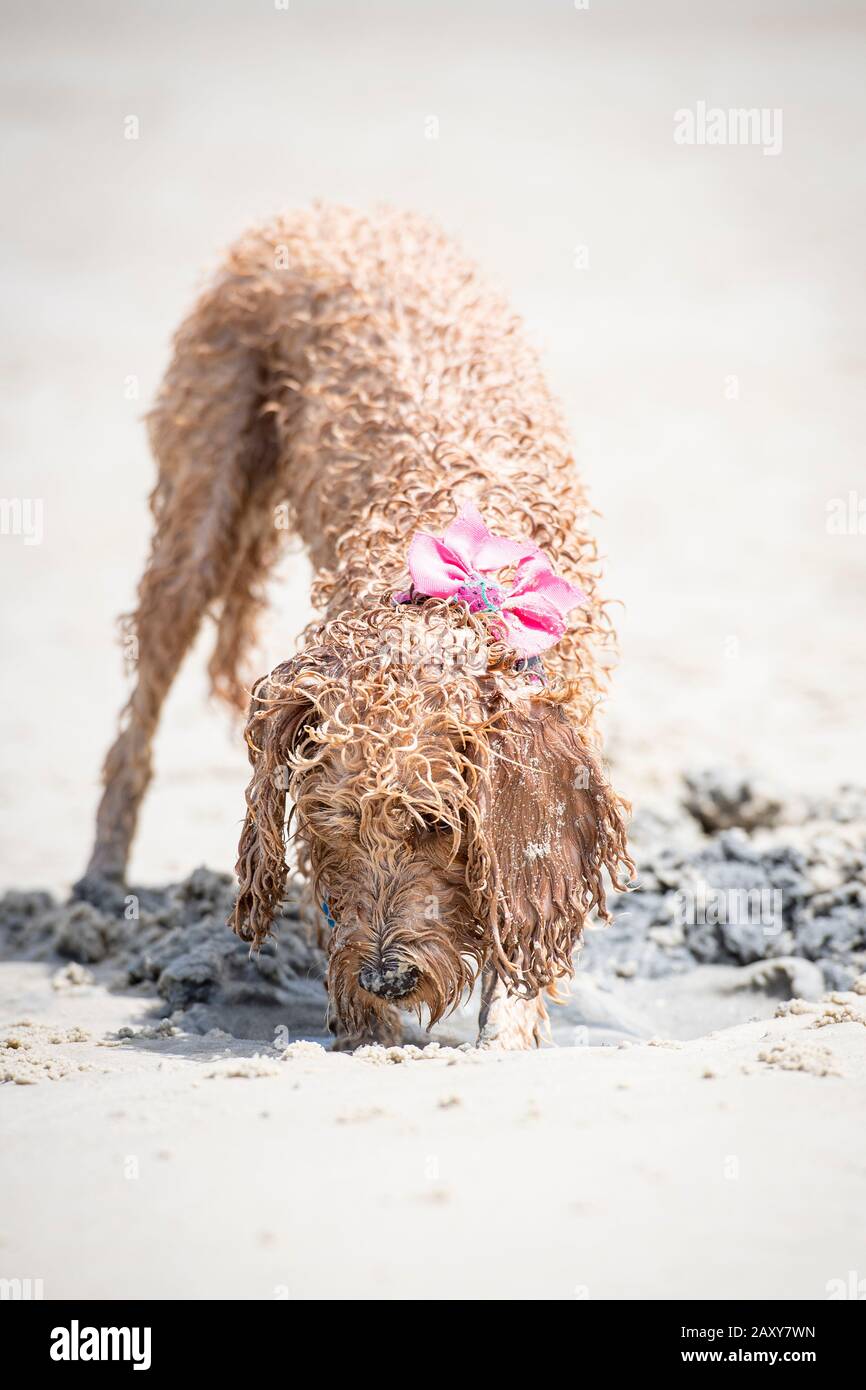 Puppy beach sand hi-res stock photography and images - Alamy