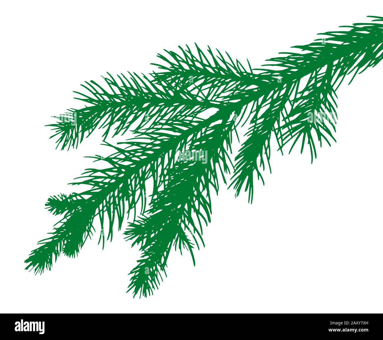 Pine Tree Leaves Vector