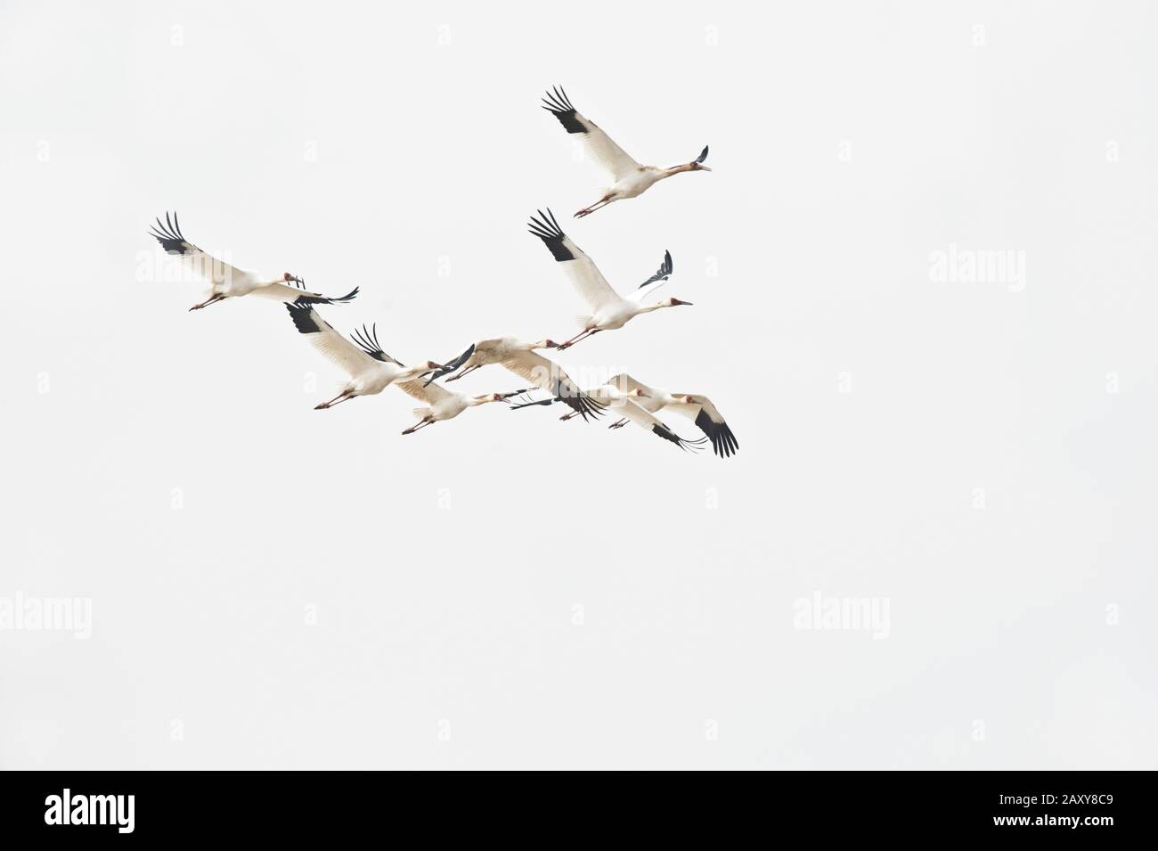 Flock of cranes hi-res stock photography and images - Alamy