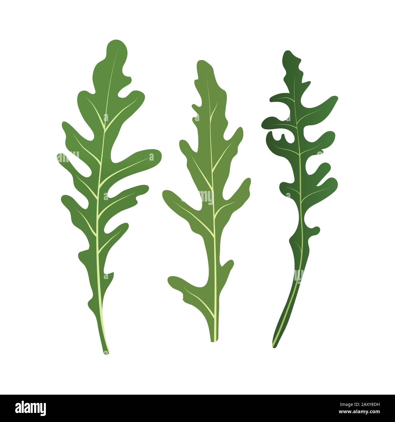 Mix of salad leaves. Set of arugula rucola, rocket salad fresh green ...