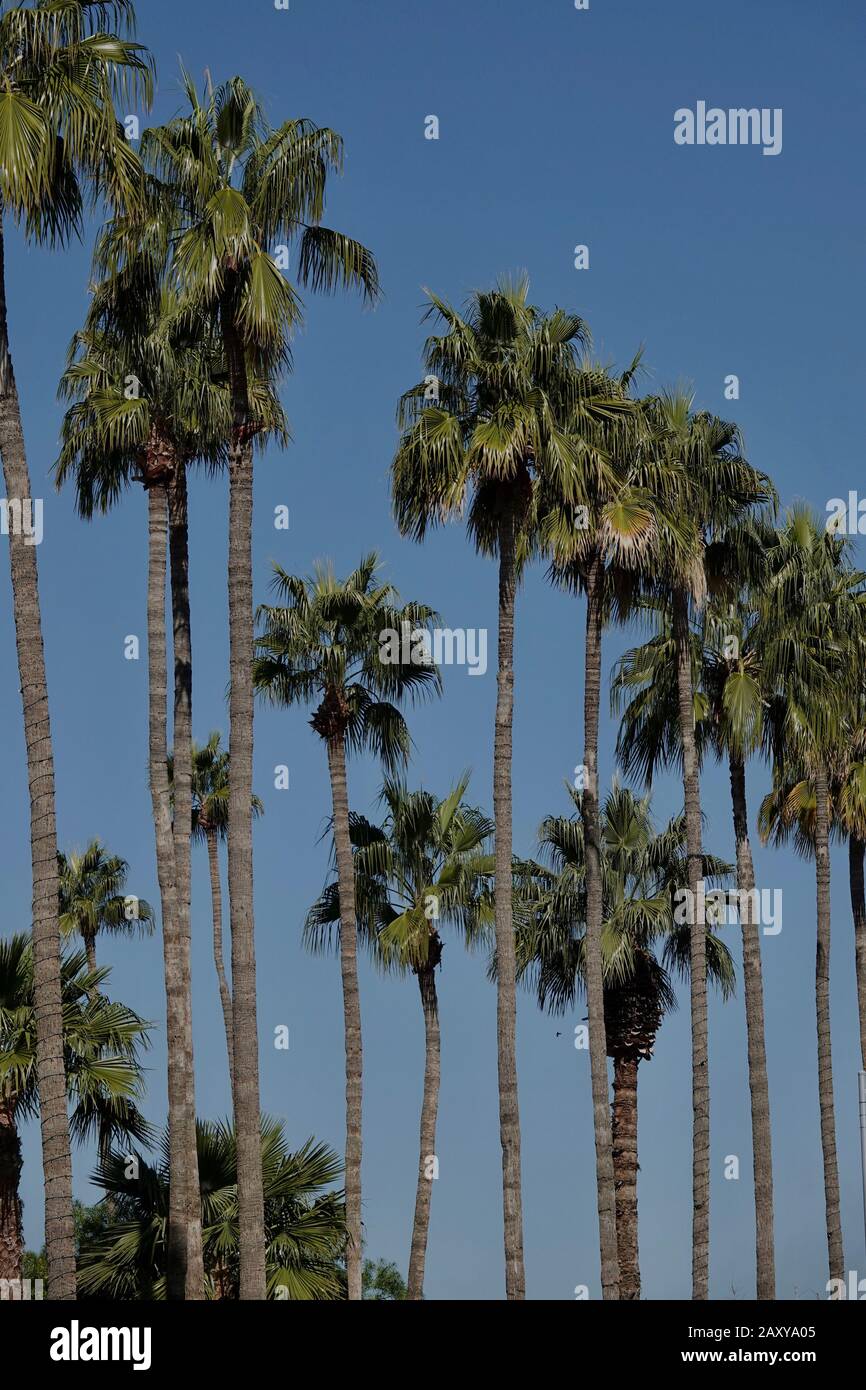 Group of tall trees hi-res stock photography and images - Alamy