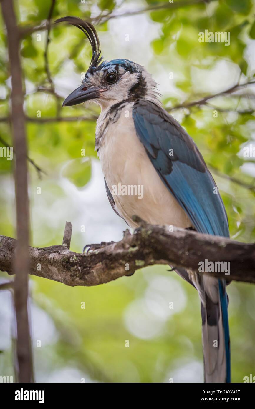 Costa Rican birds, White-throated magpie-jay (Calocitta formosa ...
