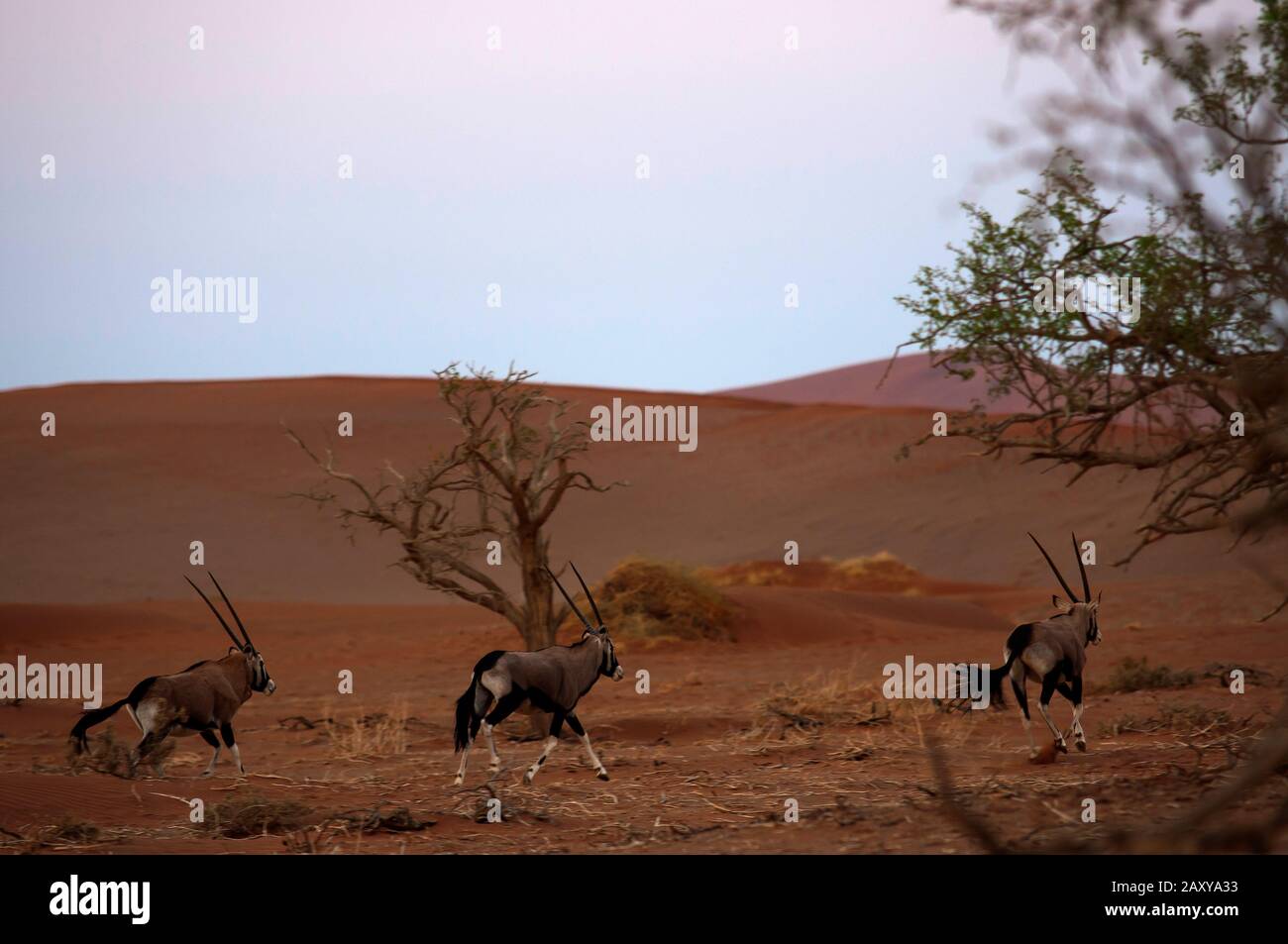 Gemsbok or Orix anthelope near the red dunes at Sossusvlei, Namib ...
