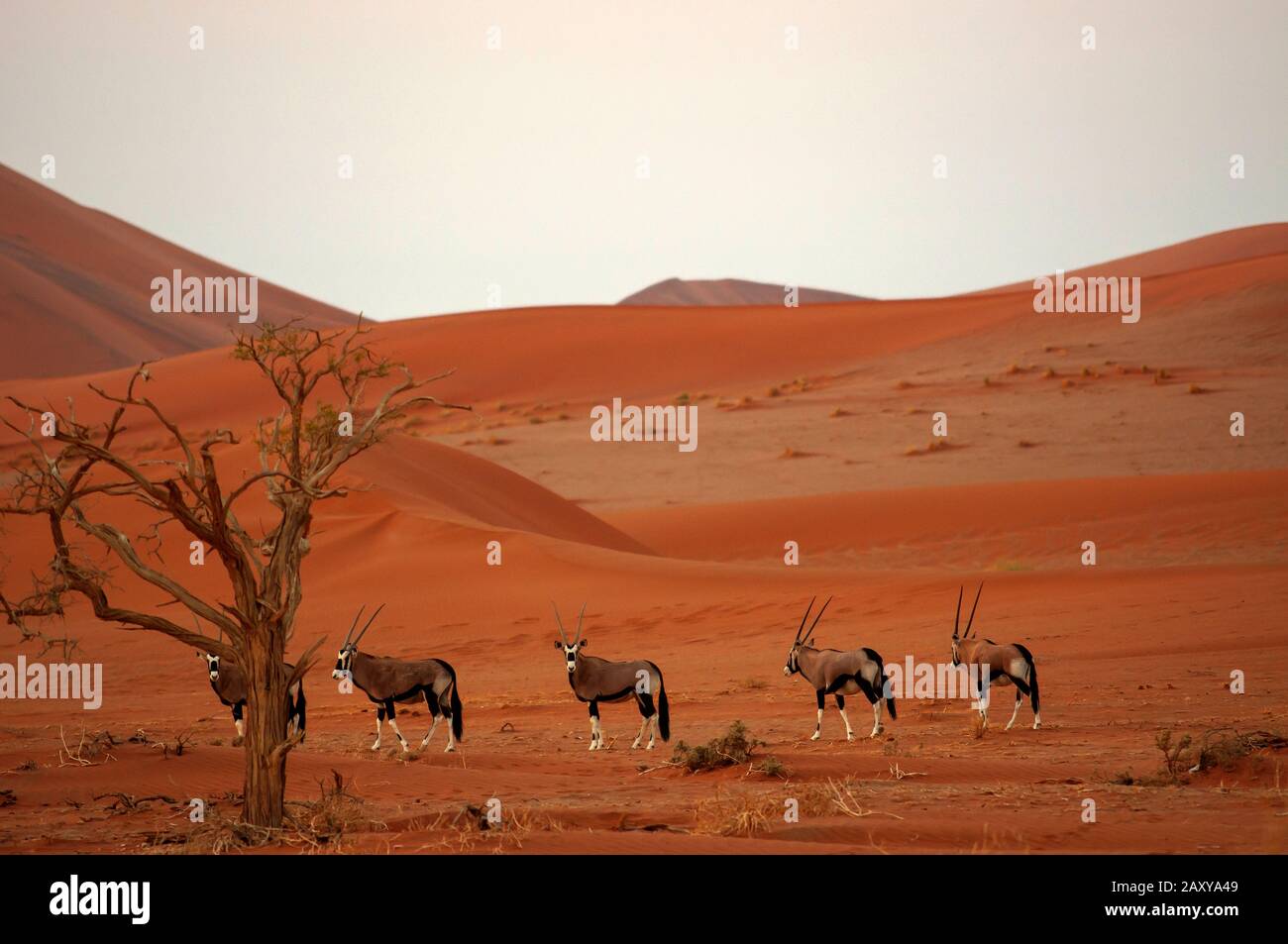 Gemsbok or Orix anthelope near the red dunes at Sossusvlei, Namib ...