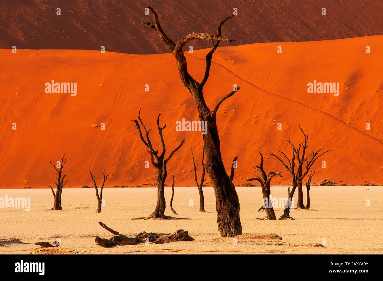 Dead trees at Dead Vlei, Sossusvlei, Namib Naukluft National Park ...