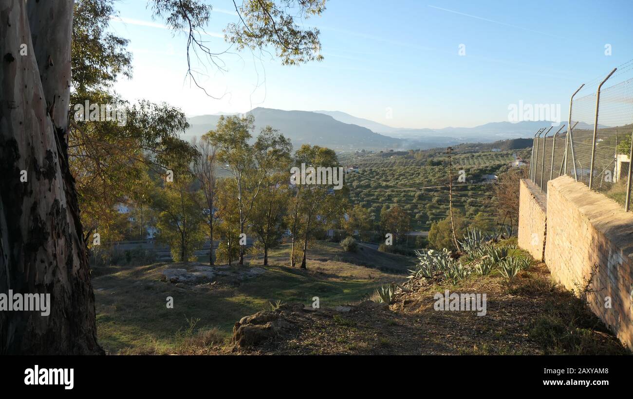 Country path through eucalyptus trees on the outskirts of Alora ...