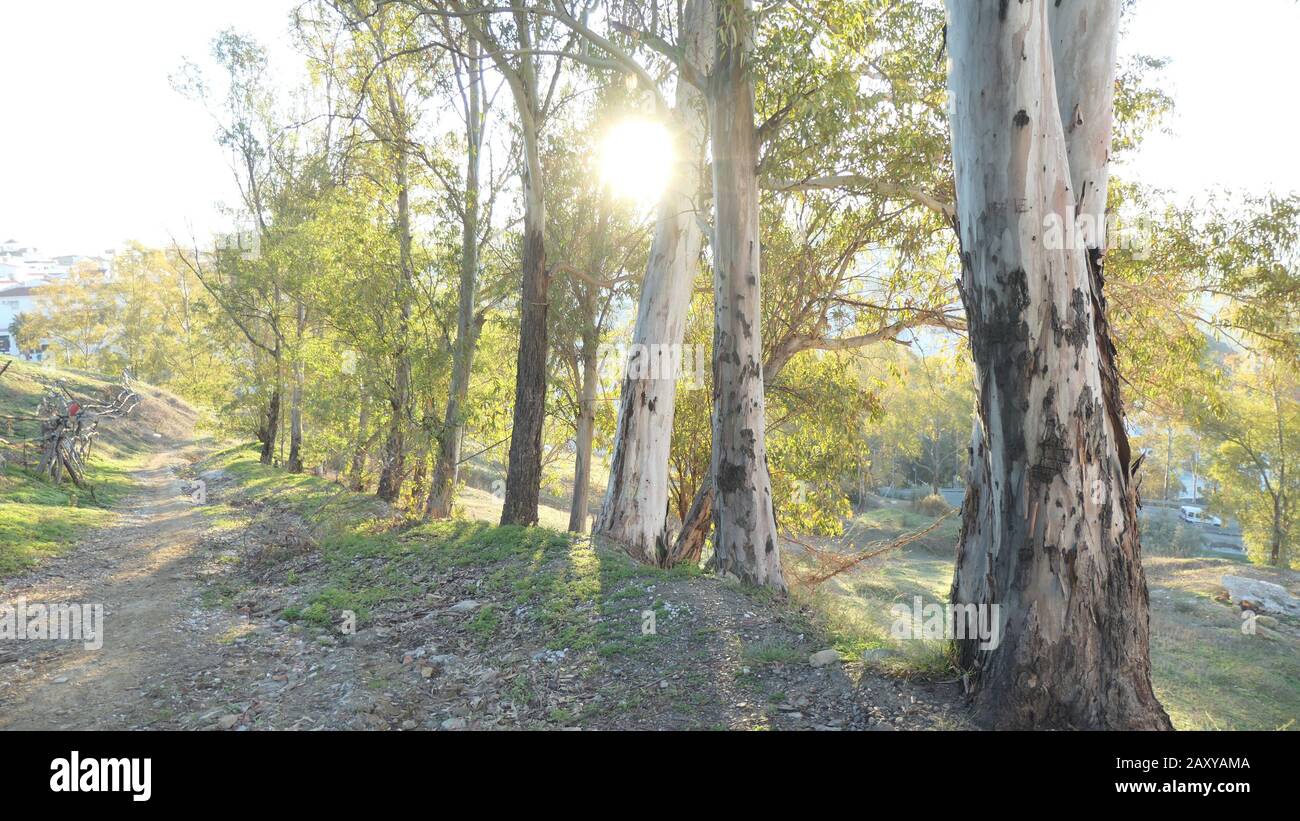 Country path through eucalyptus trees on the outskirts of Alora ...
