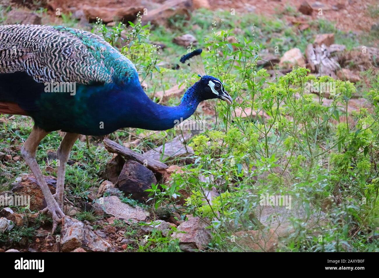 close up of a male peacock trying to eat green berry fruits on plant ...