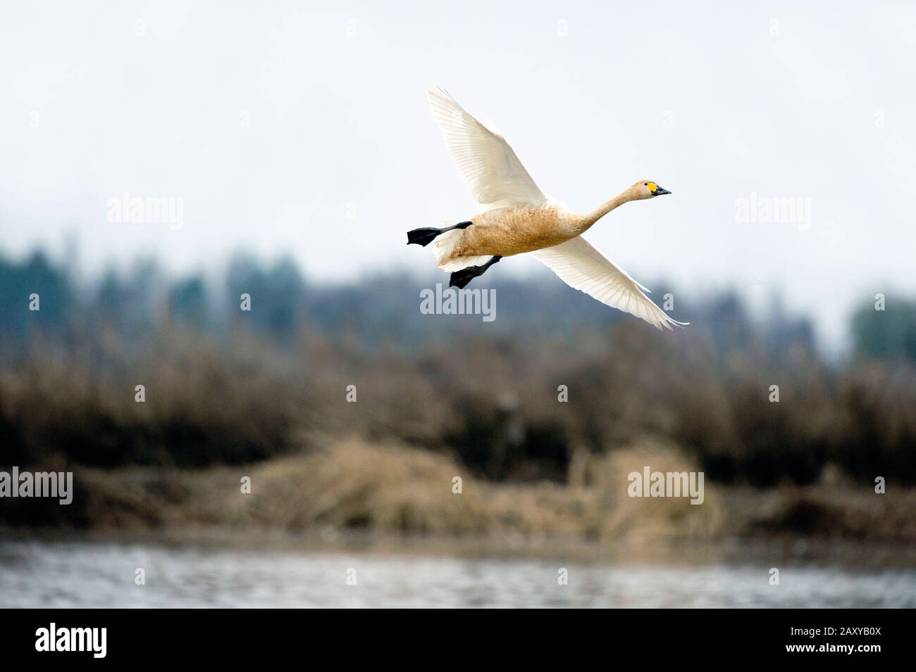 Wildlife swan flying hi-res stock photography and images - Alamy