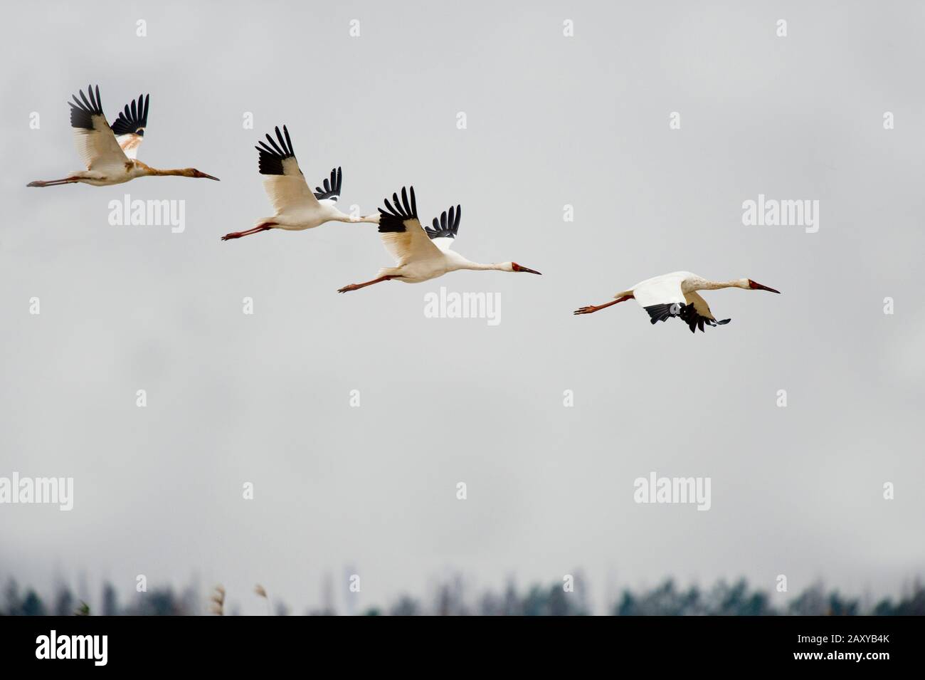 Critically endangered siberian cranes hi-res stock photography and ...