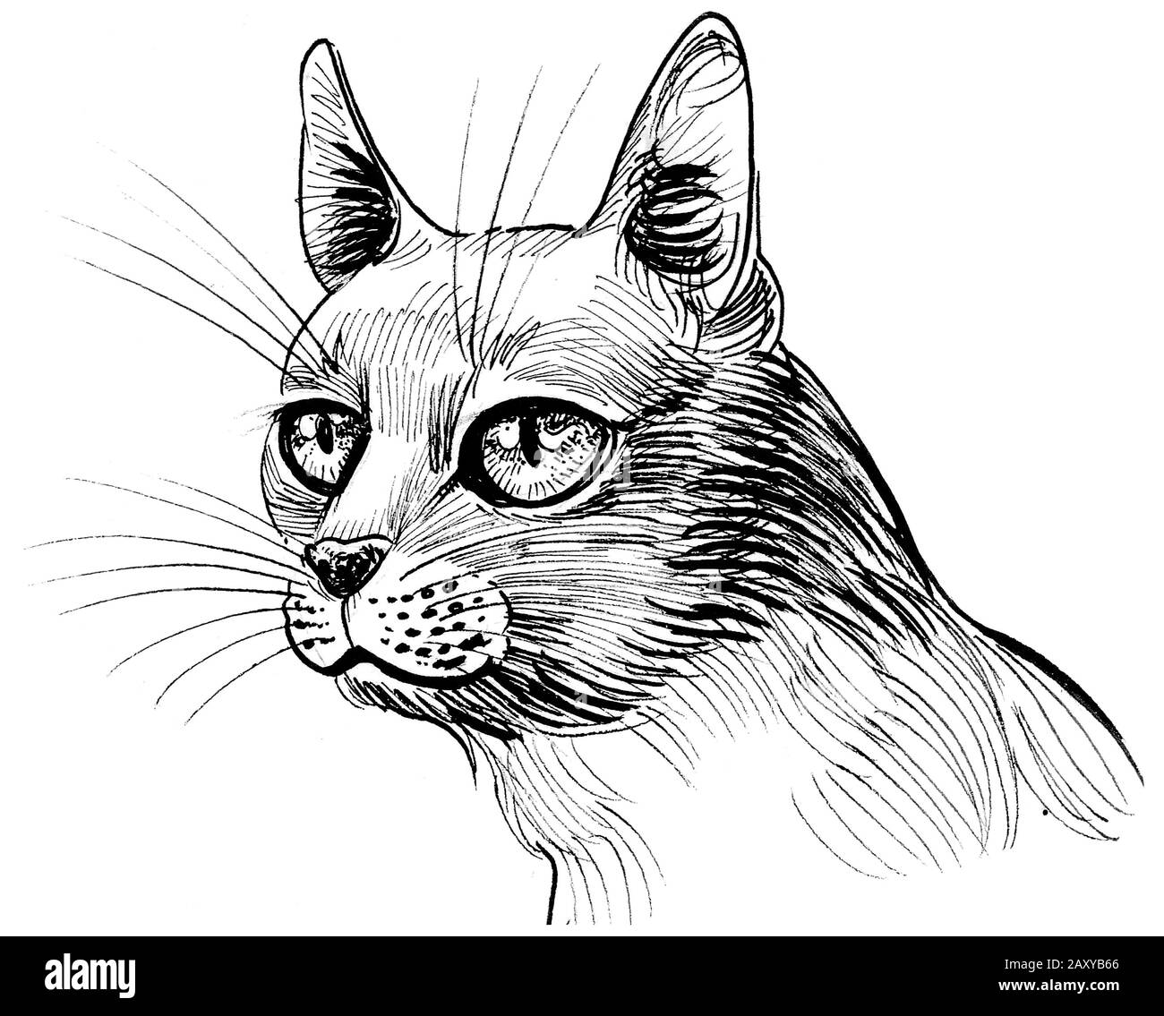 Cat head. Ink black and white drawing Stock Photo - Alamy