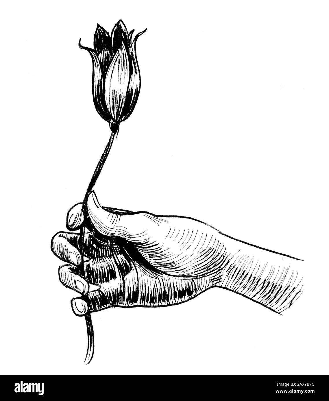 Hand holding tulip flower. Ink black and white drawing Stock Photo - Alamy