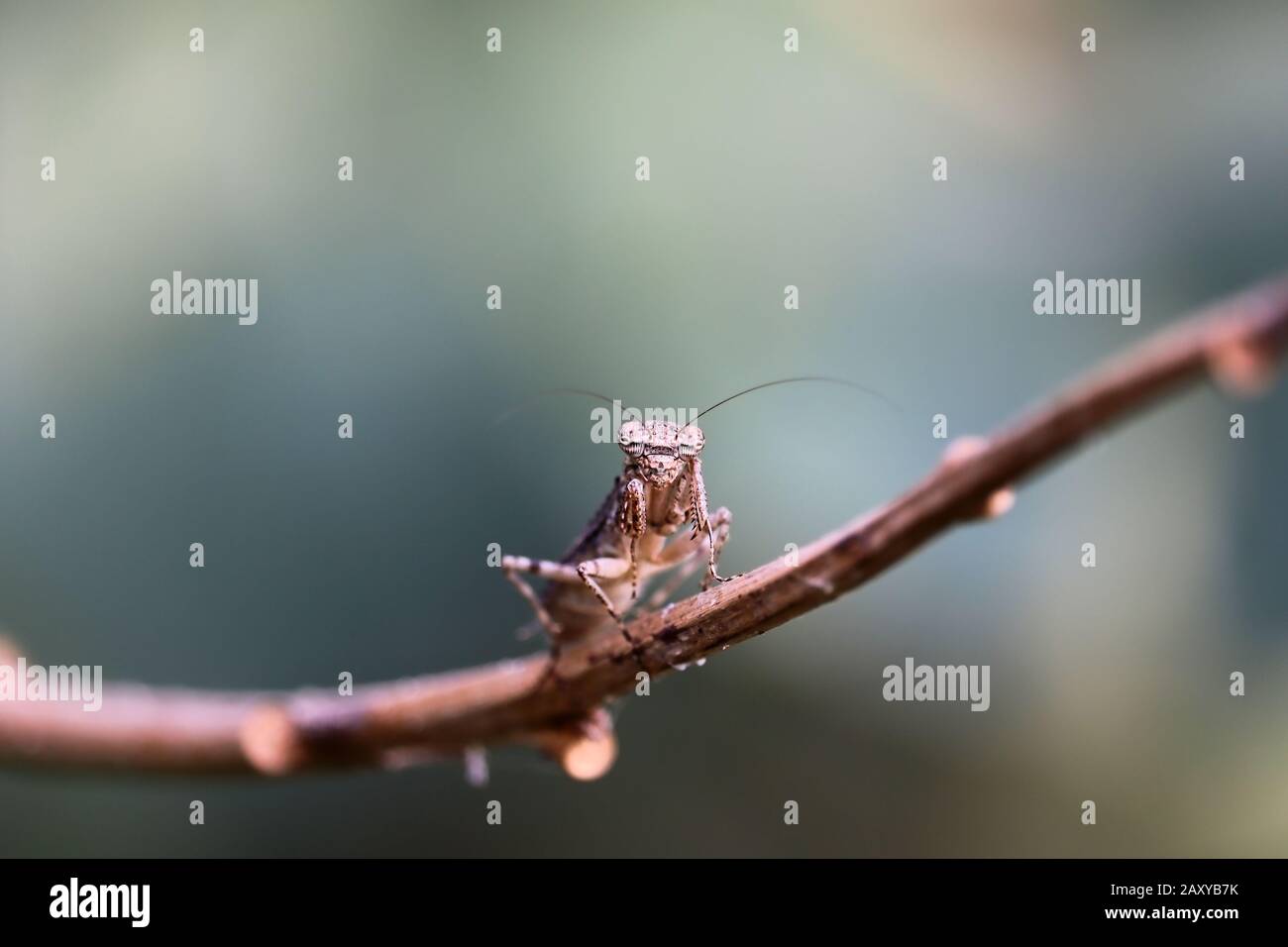 Invertebrate fly mantis hi-res stock photography and images - Alamy