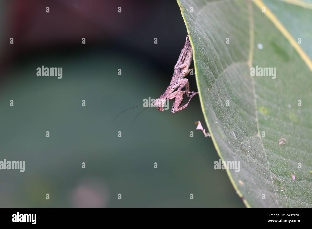 Insect Mantis in the wild. Female European Praying Mantis, Mantis ...
