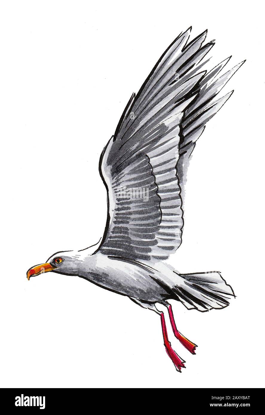Flying seagull drawing Cut Out Stock Images & Pictures - Alamy