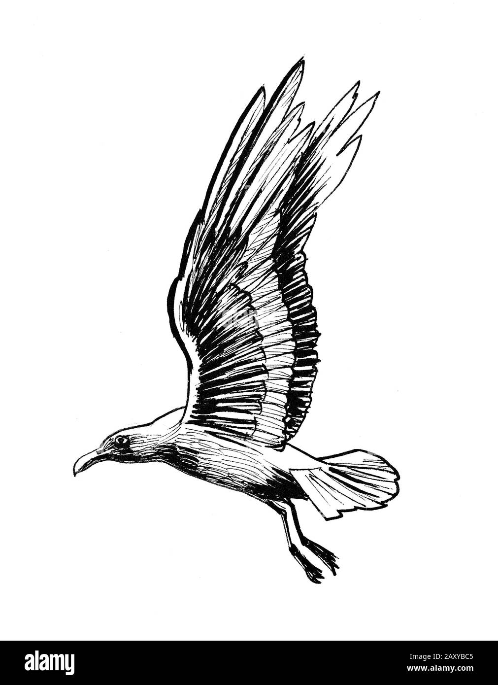 Flying seagull. Ink black and white drawing Stock Photo - Alamy