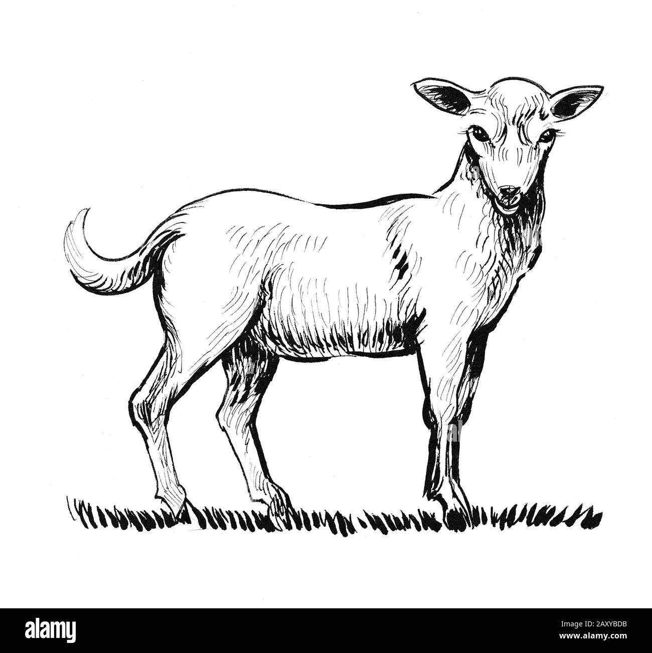 Sheep grazing Cut Out Stock Images & Pictures - Alamy