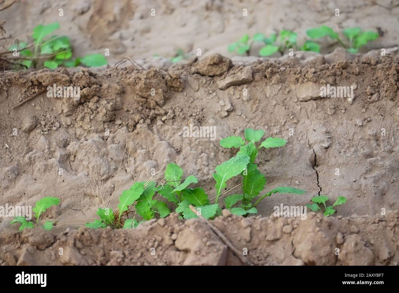 Mustard seed pile hi-res stock photography and images - Alamy