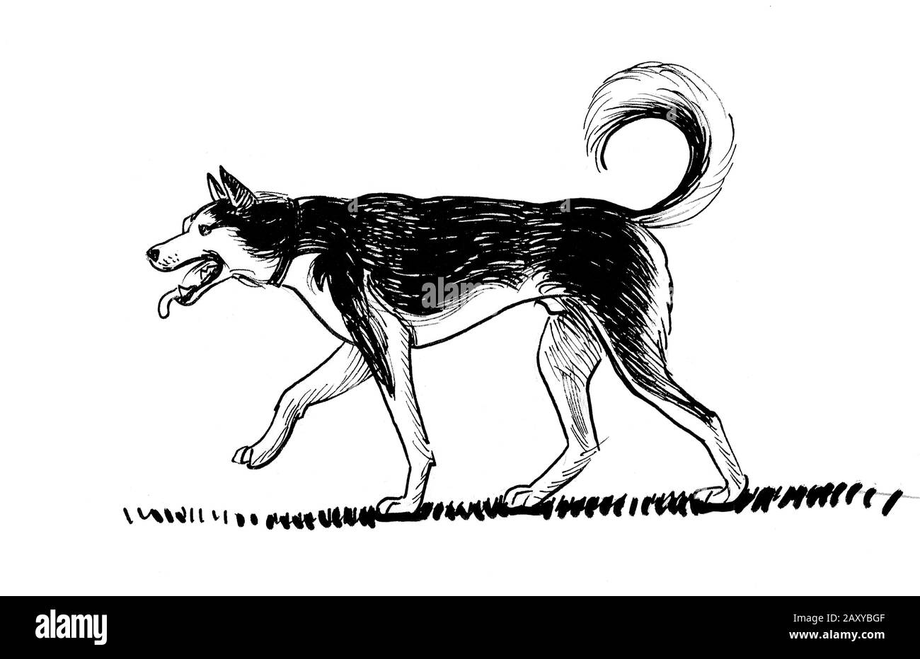 Walking husky dog. Ink black and white drawing Stock Photo - Alamy