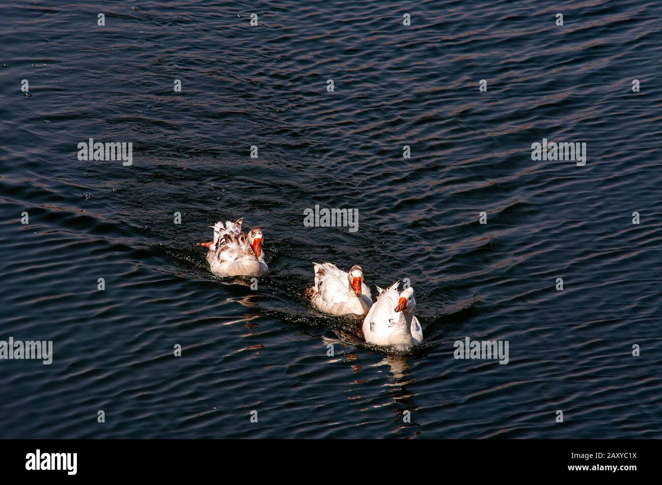 Goose swimming at Lake Oanob, Namibia Stock Photo - Alamy