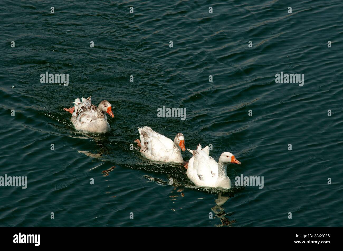 Goose swimming at Lake Oanob, Namibia Stock Photo - Alamy