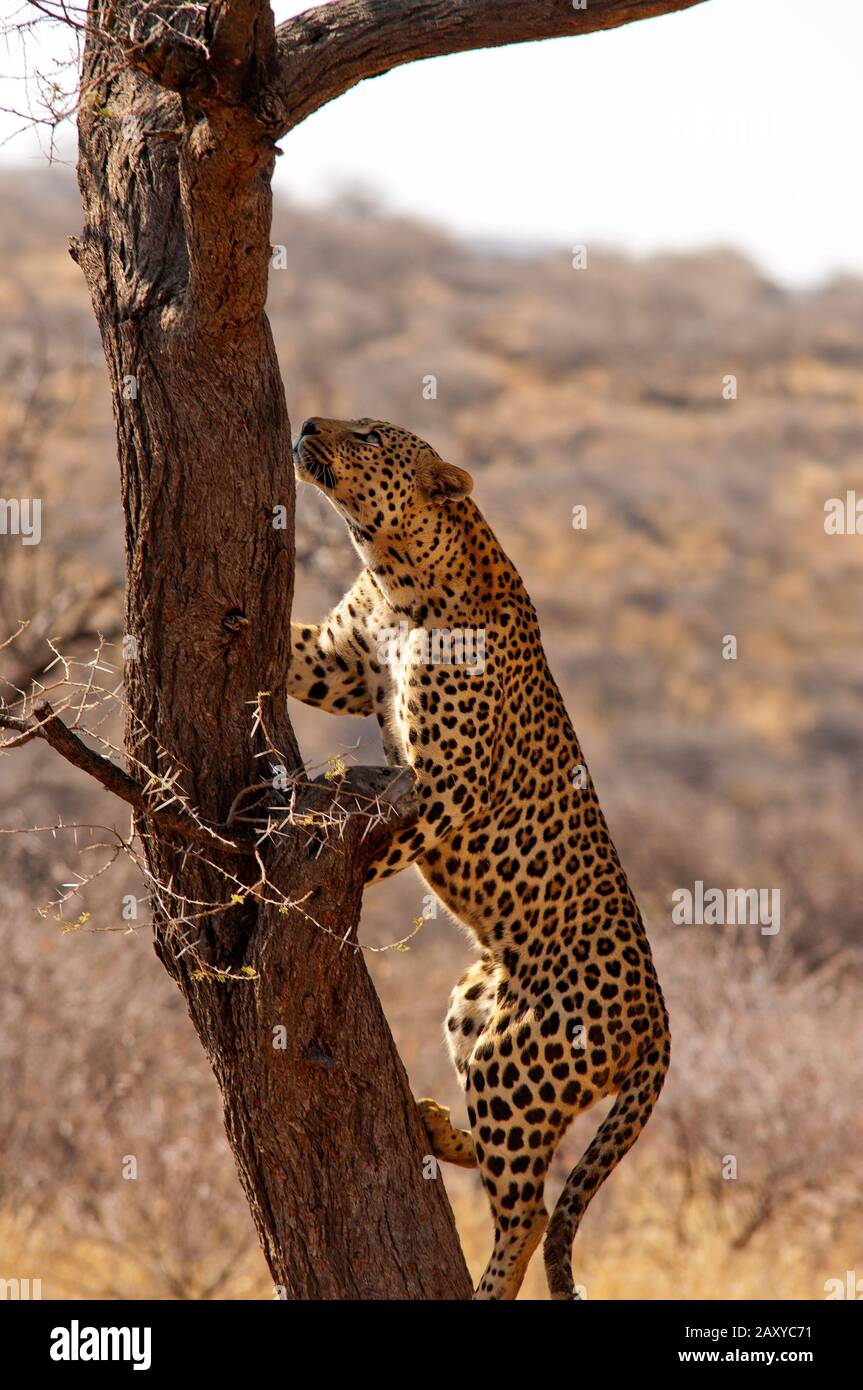 Leopard climbing tree hi-res stock photography and images - Alamy