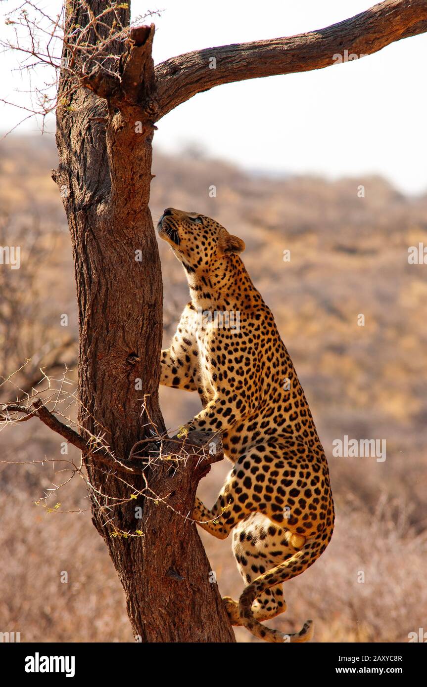 Leopard climbing tree hi-res stock photography and images - Alamy