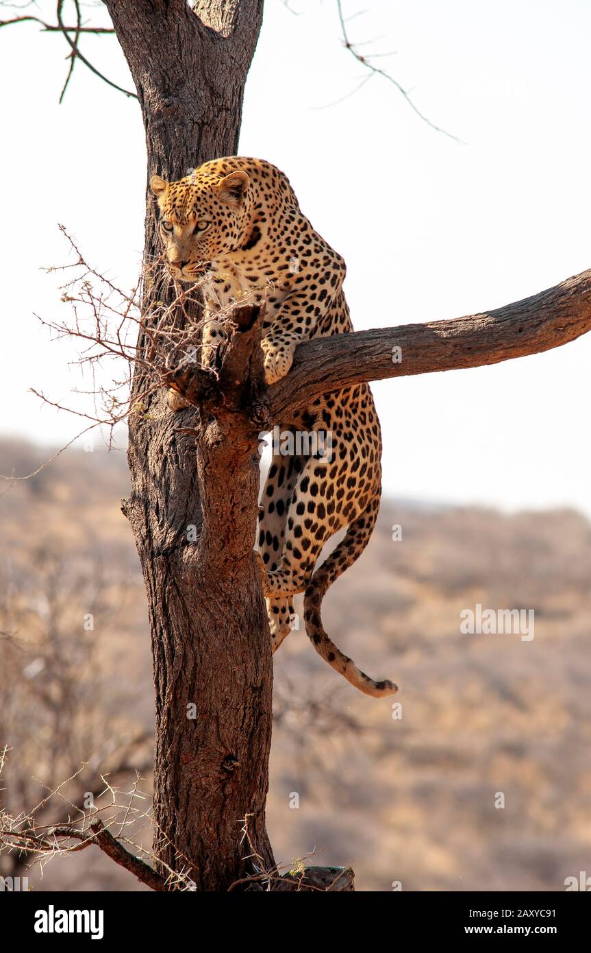 Leopard climbing tree hi-res stock photography and images - Alamy