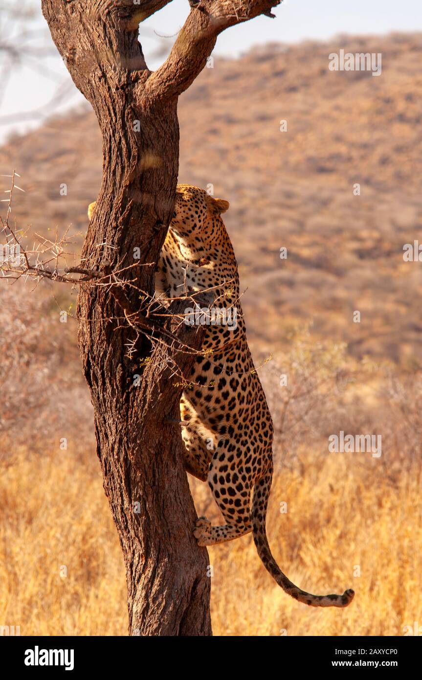 Leopard climbing tree at Dusternbrook Guest Farm, Namibia Stock Photo ...