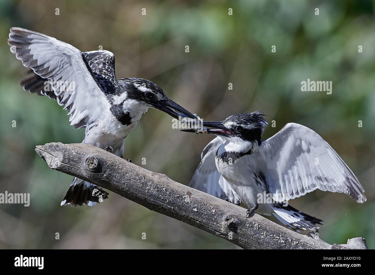 Pied kingfishers sharing a fish in their habitat in Gambia Stock Photo ...