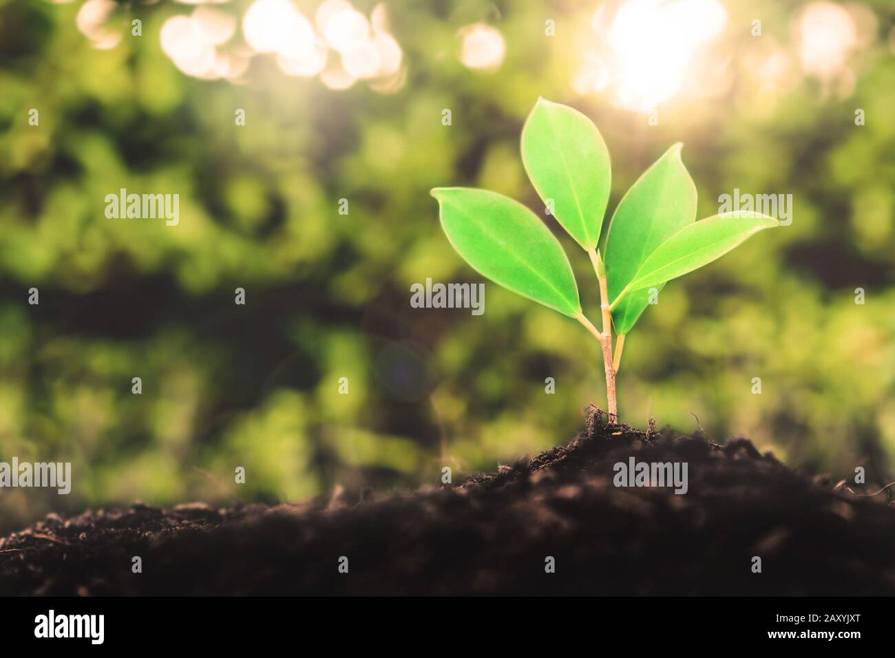 New life of young plant seedling grow in black soil. Gardening and ...