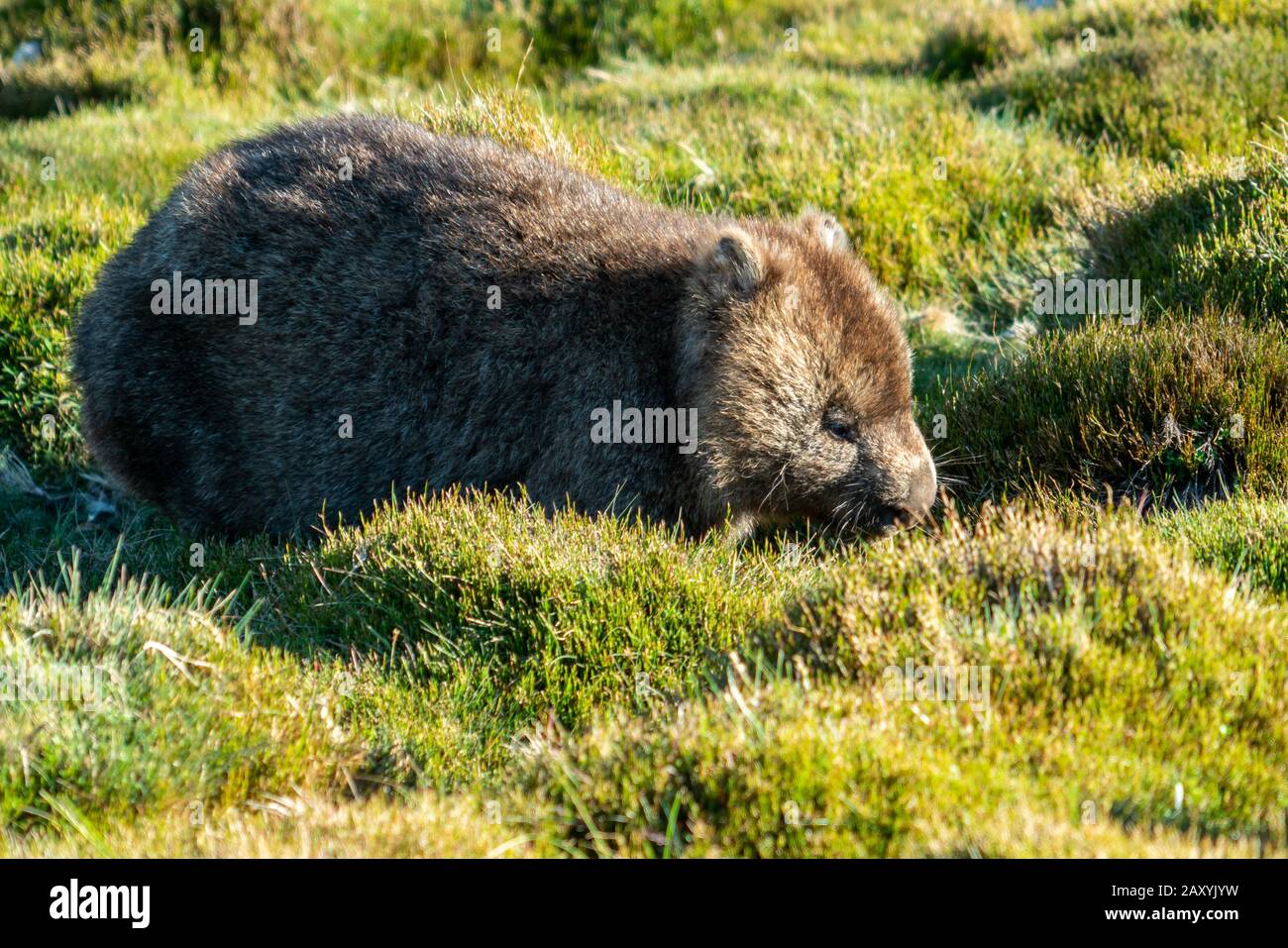 Wombat eating hi-res stock photography and images - Alamy