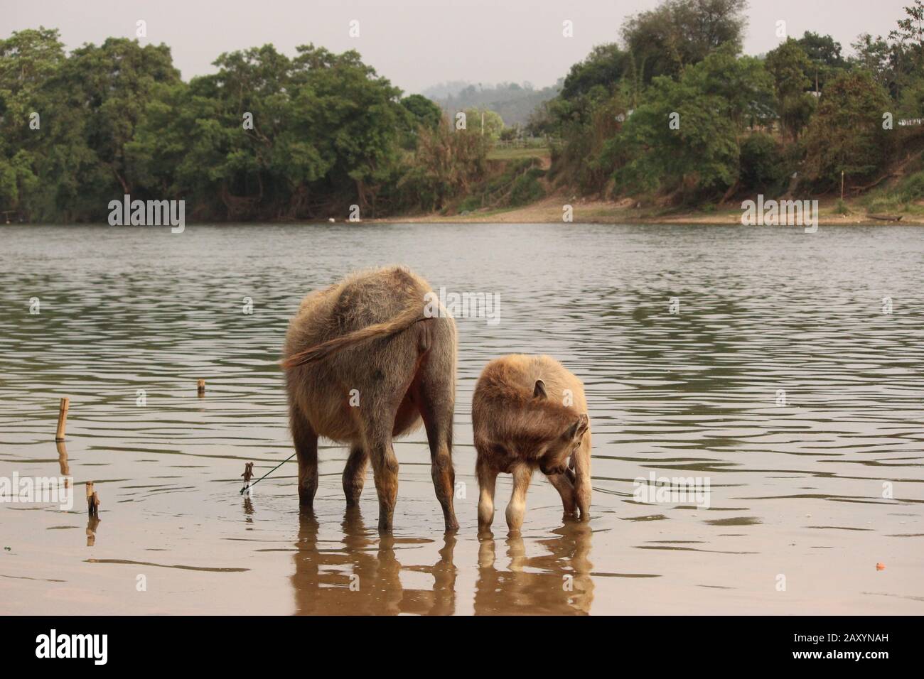 Buffalos bathing in water hi-res stock photography and images - Alamy