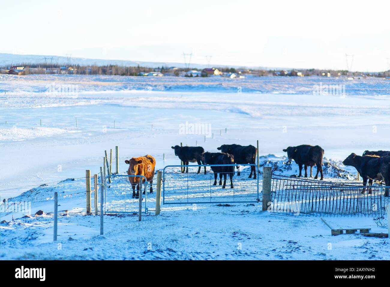 Icelandic cows hi-res stock photography and images - Alamy