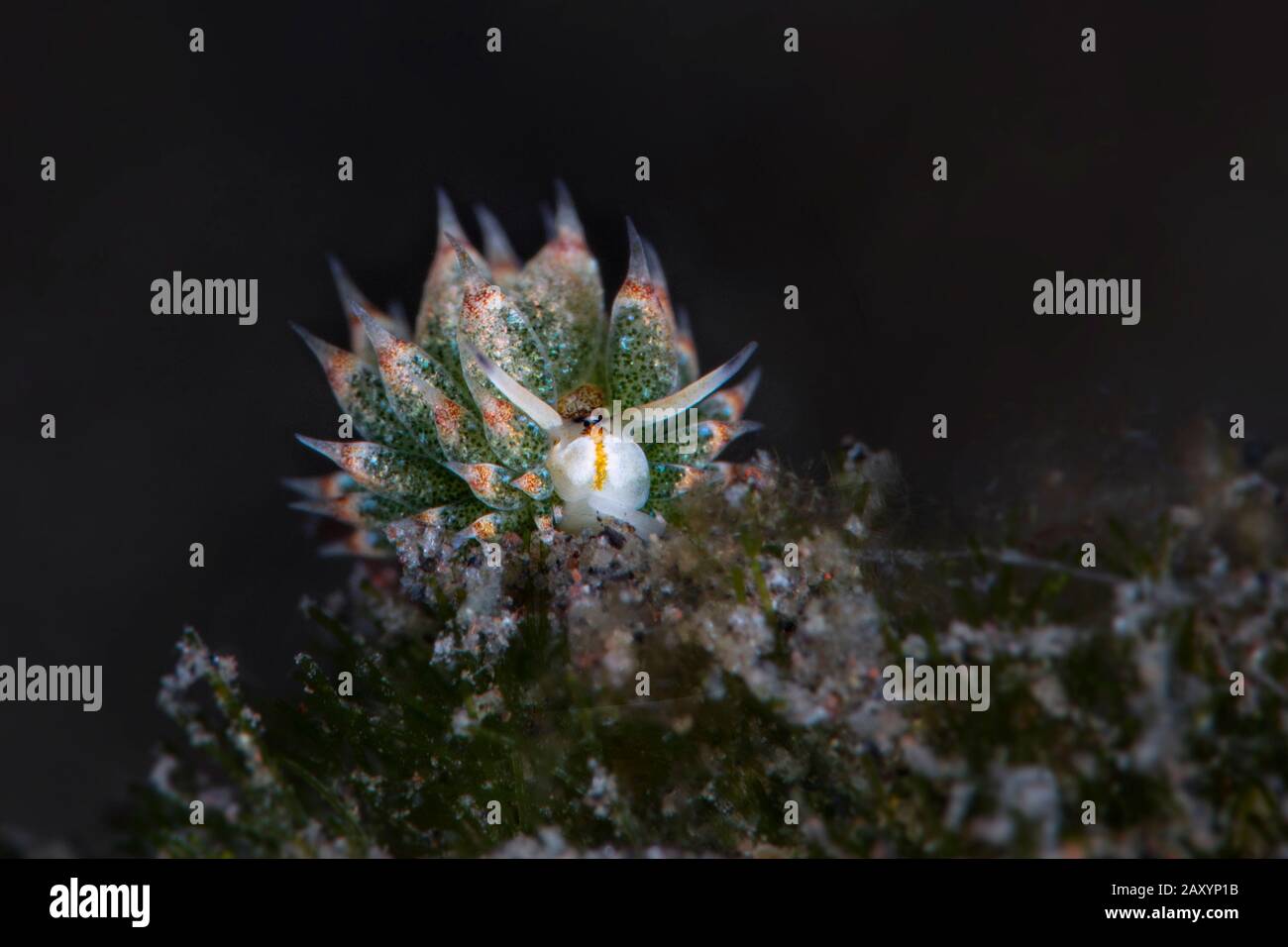 Leaf Sheep (Costasiella kuroshimae). Underwater macro photography from ...