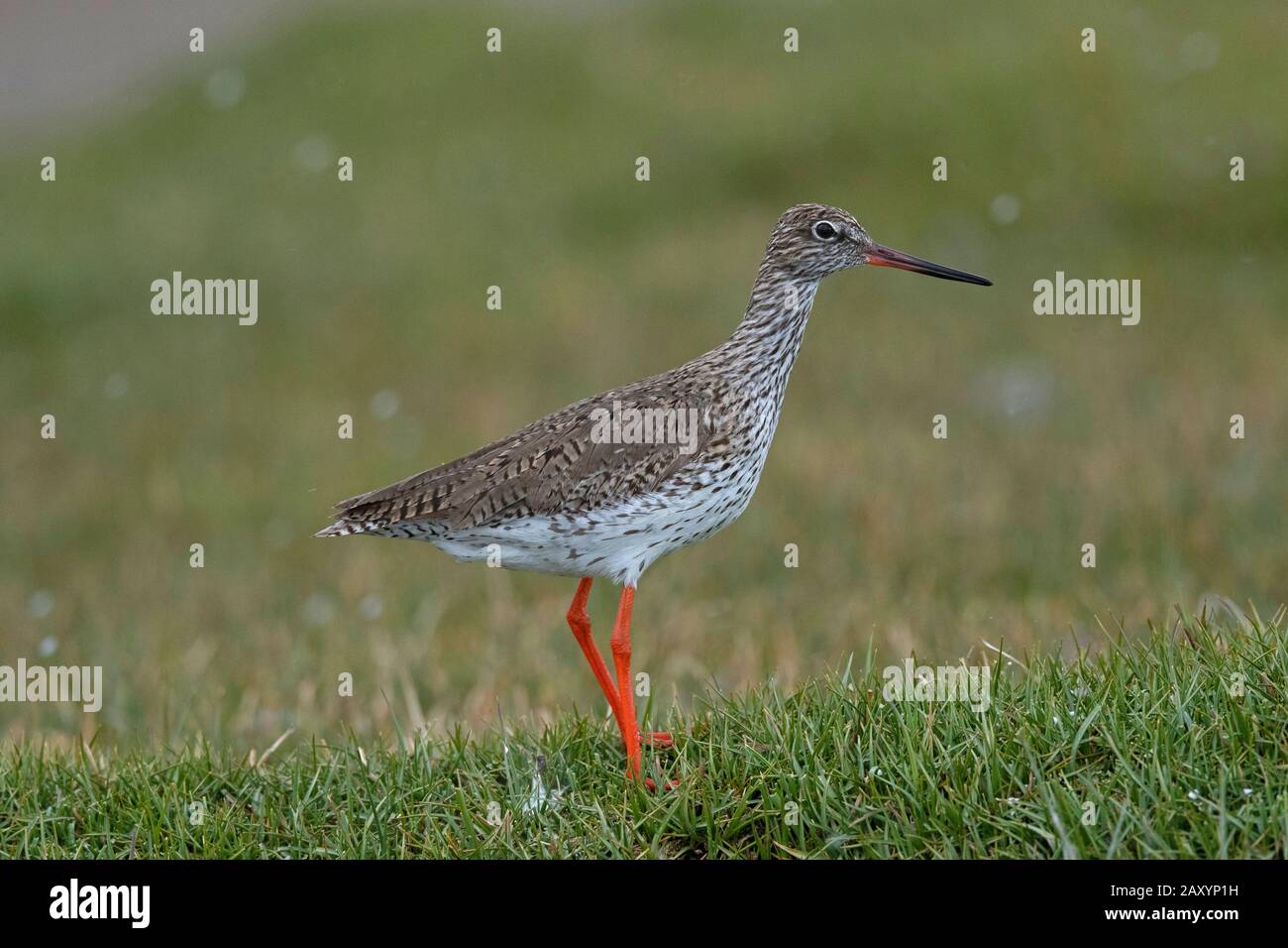 Common Redshank, Tringa totanus, Ladakh, Jammu and Kashmir, India Stock ...