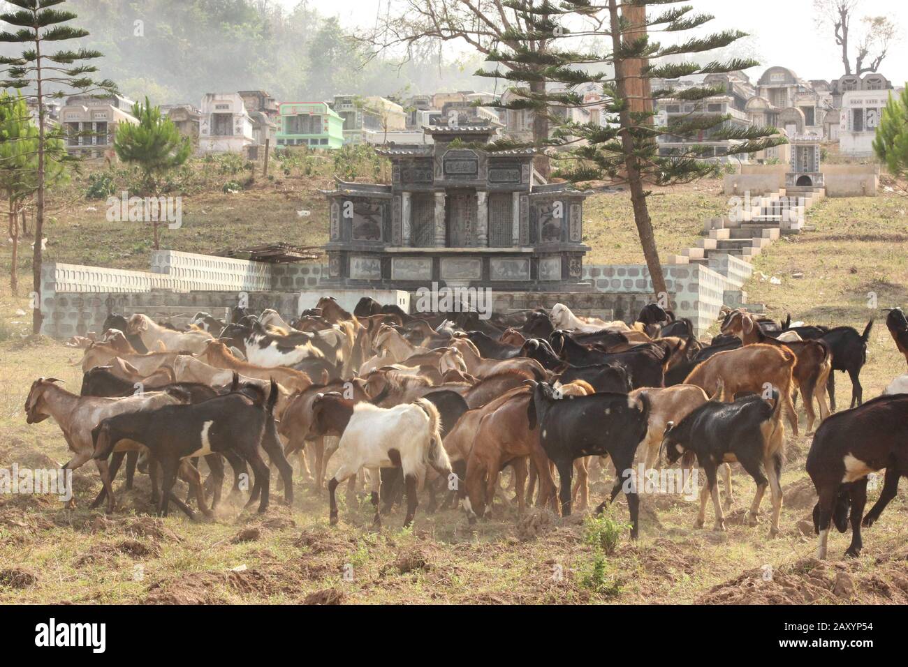 Goats in Chinese Graveyard Stock Photo - Alamy