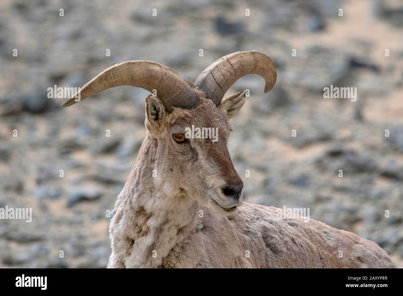 Bharal pakistan hi-res stock photography and images - Alamy